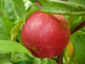 Nectarin Nectared 6 – Pepiniera Lazuri